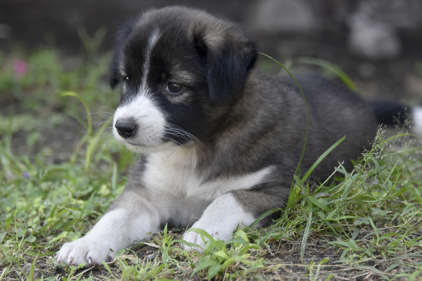 Gorgeous Puppies FREE For Adoption Dumaguete Info Classifieds